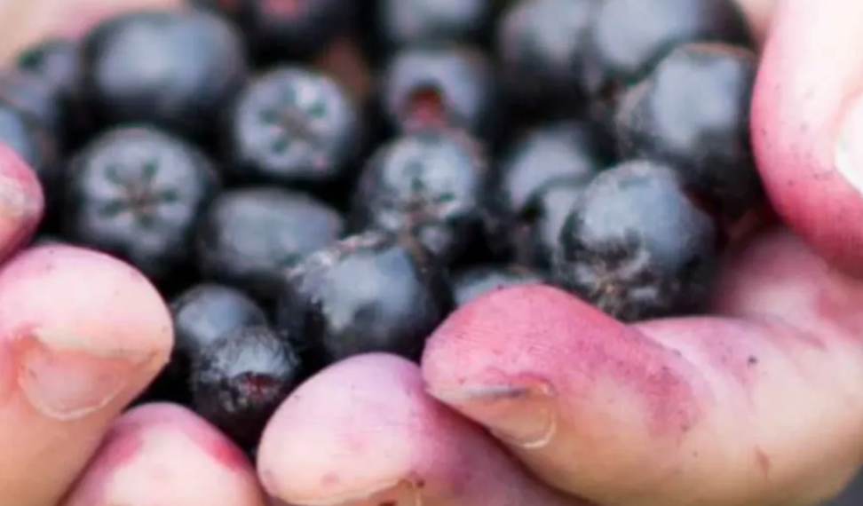 Aronia - velsmagende og sunde bær - Jammerbugt Avis